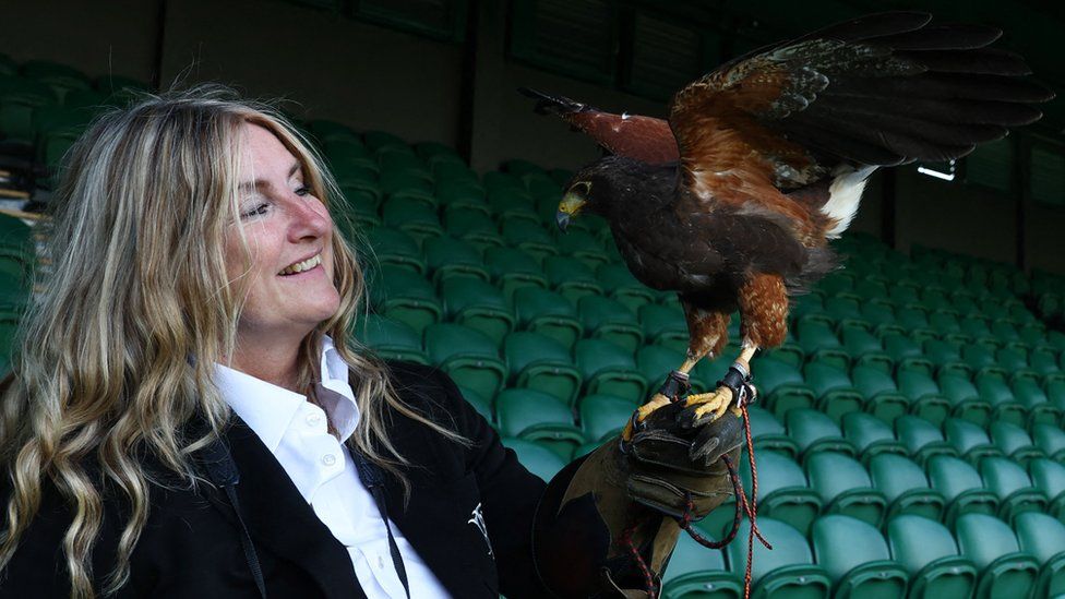 Wimbledon hawk Rufus completes 15th year of service - BBC News
