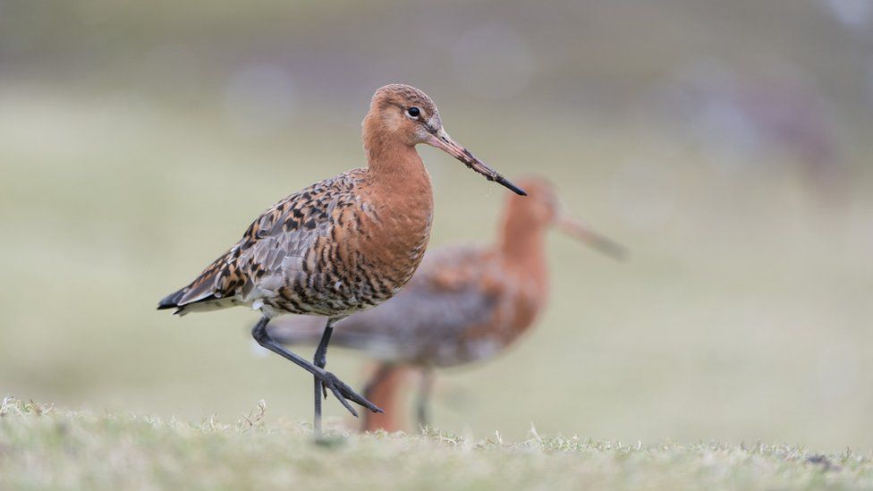 Godwit birds released after WWT spring flood rescue - BBC News
