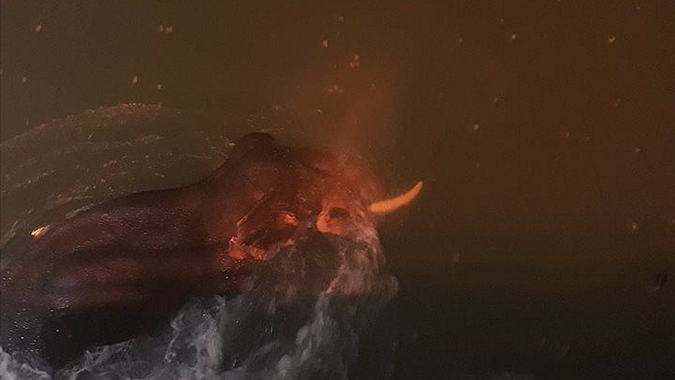 India wild elephant saved in dramatic rescue - BBC News