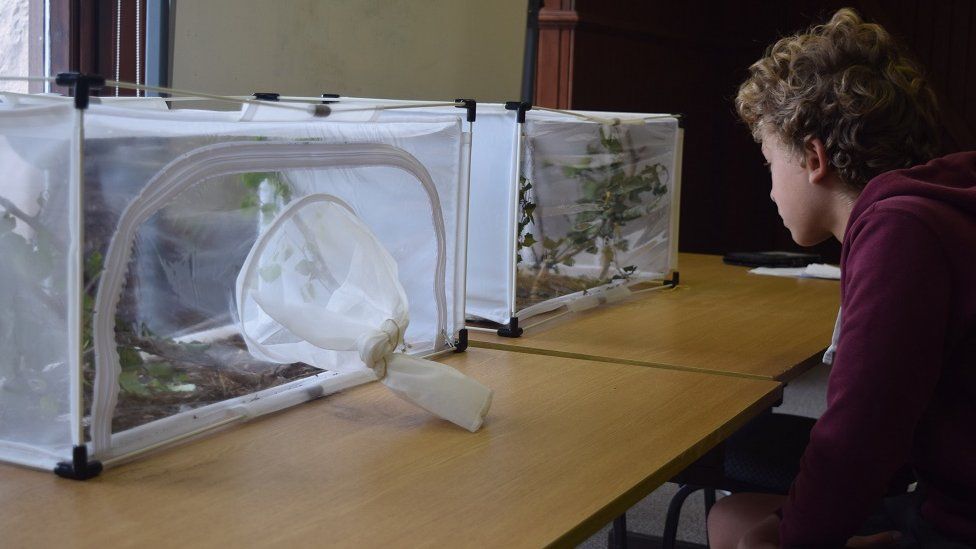Bid to boost numbers of one of UK's rarest ants - BBC News