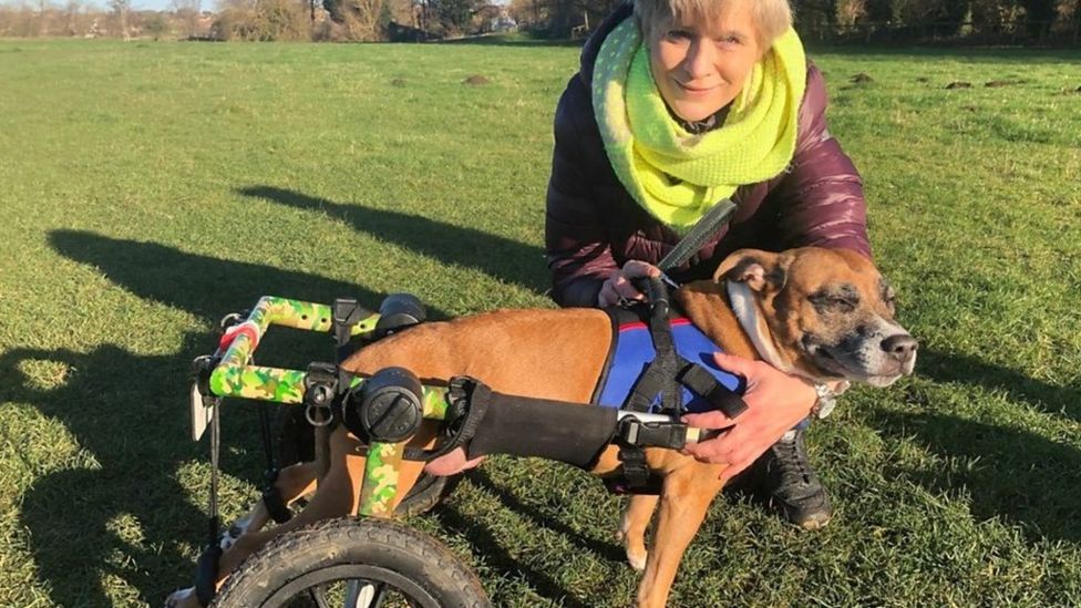 Bionic lamb walks again with modified dog wheelchair - BBC News