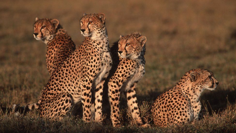 Cheetahs return to India for the first time in 70 years - BBC Newsround