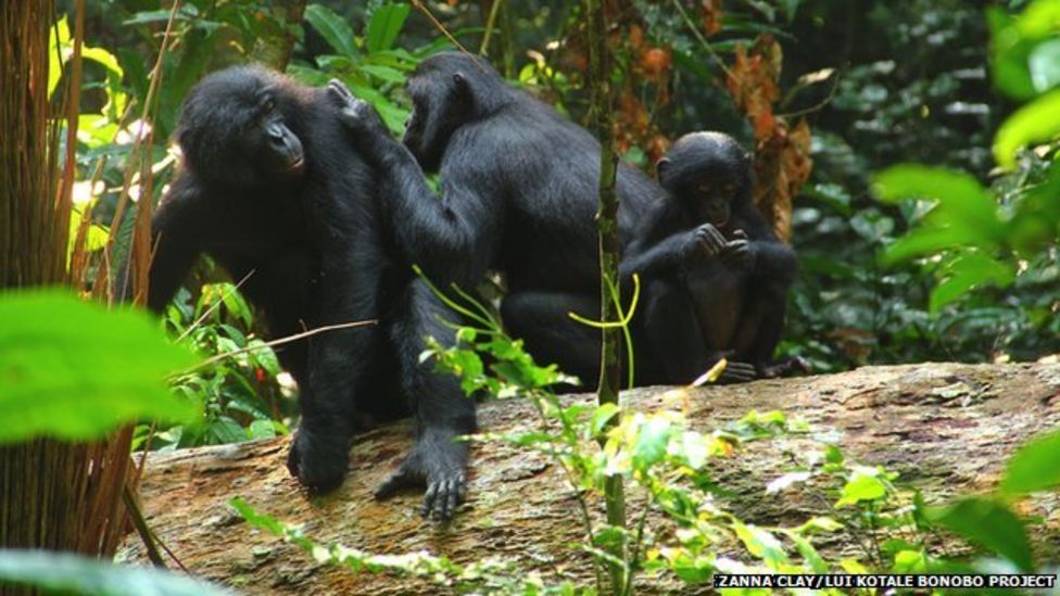 Bonobo squeaks hint at earlier speech evolution - BBC News
