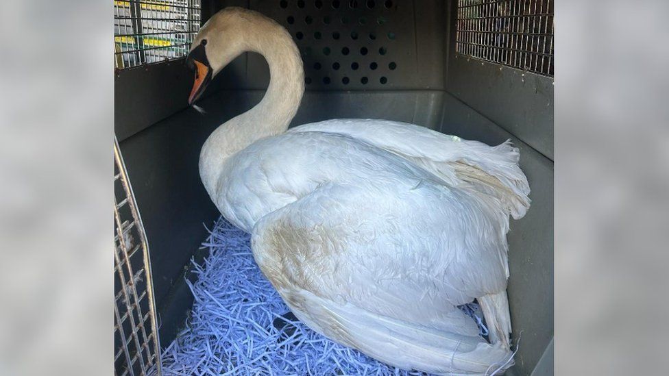 Heartbroken Devizes swan rescued after being found hurt - BBC News