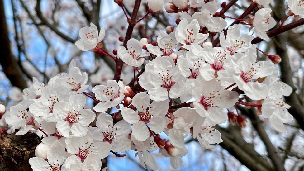 Winter warmth brings early blossom across the UK - BBC Weather