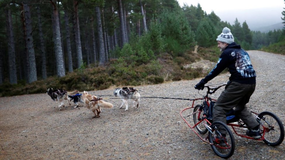 Ready, sled-y, go: Build up to Aviemore Sled Dog Rally - BBC News