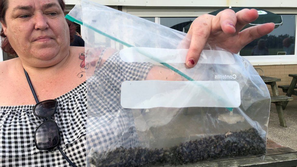 Gwrthod talu treth cyngor yn Llanelli yn dilyn pla pryfed - BBC Cymru Fyw