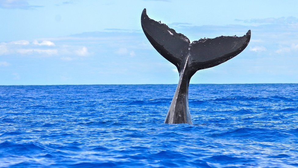 What is whaling and why's it controversial? - BBC Newsround