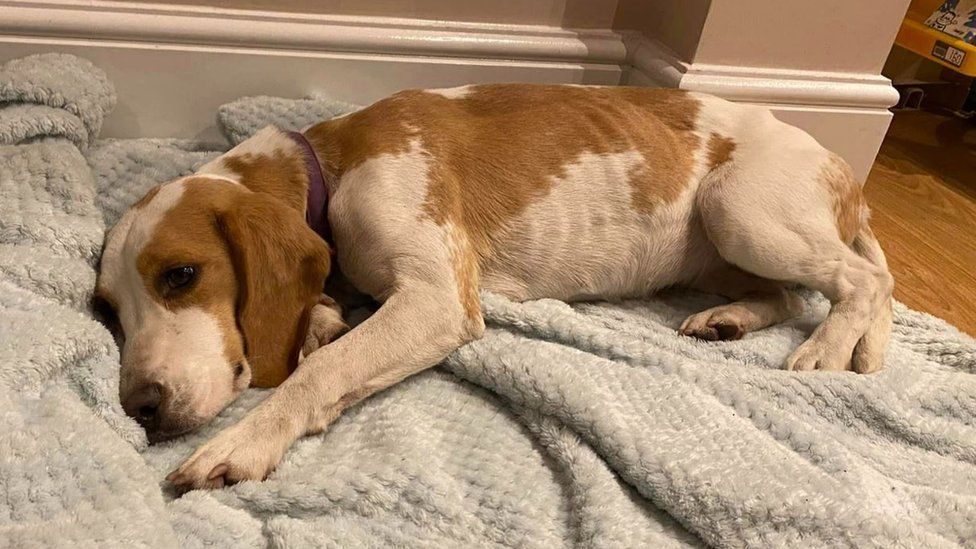 Stockport Fox and Hound: Dog makes friend in survival bid - BBC News