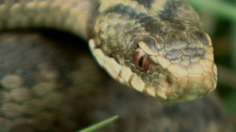 Adder bites woman at Whixall Moss in Shropshire - BBC News