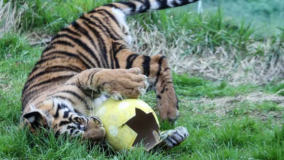 Easter: Animals at London Zoo have an egg-cellent Easter egg hunt - BBC ...