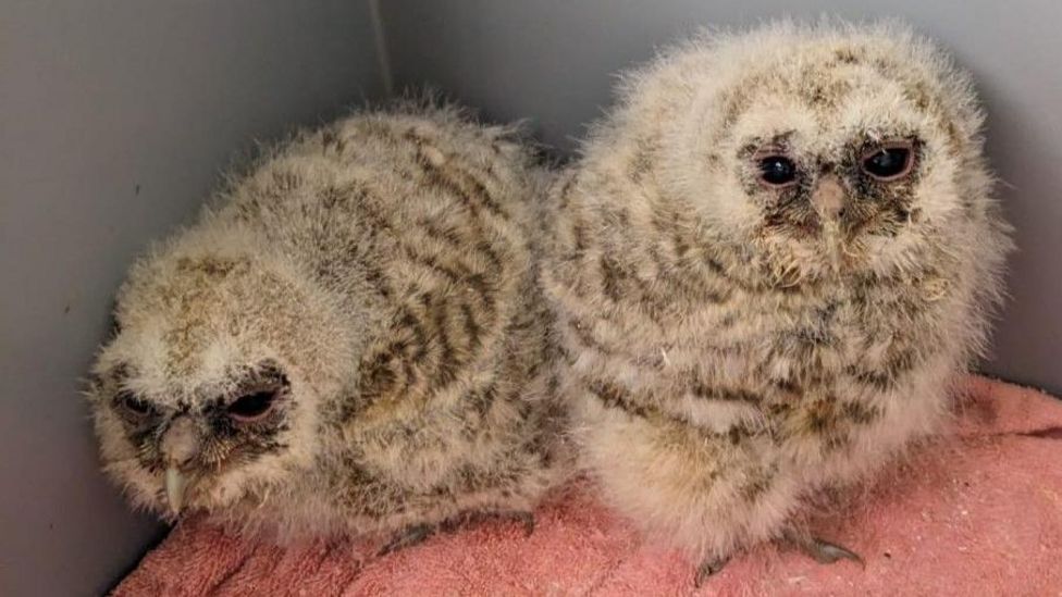 Rescued owls 'better off left in wild' says Ashburton trust - BBC News