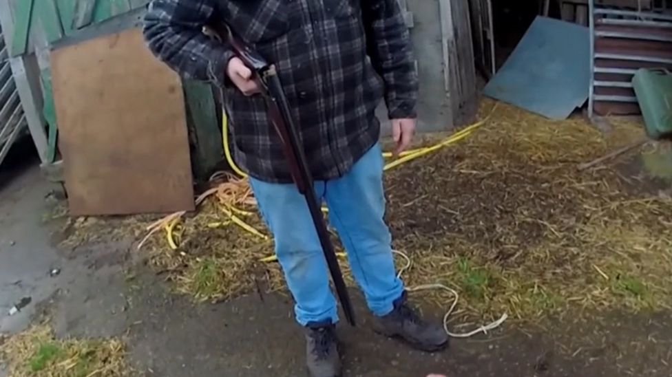 XL bully: Wrexham farmer shoots dogs after sheep killed - BBC News