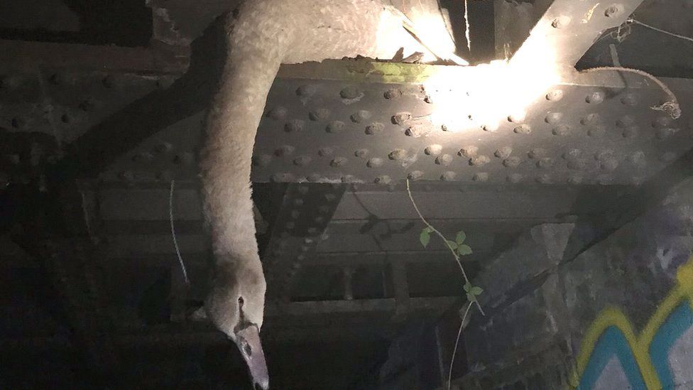 Crash-land swan stuck upside down in Northampton bridge - BBC News