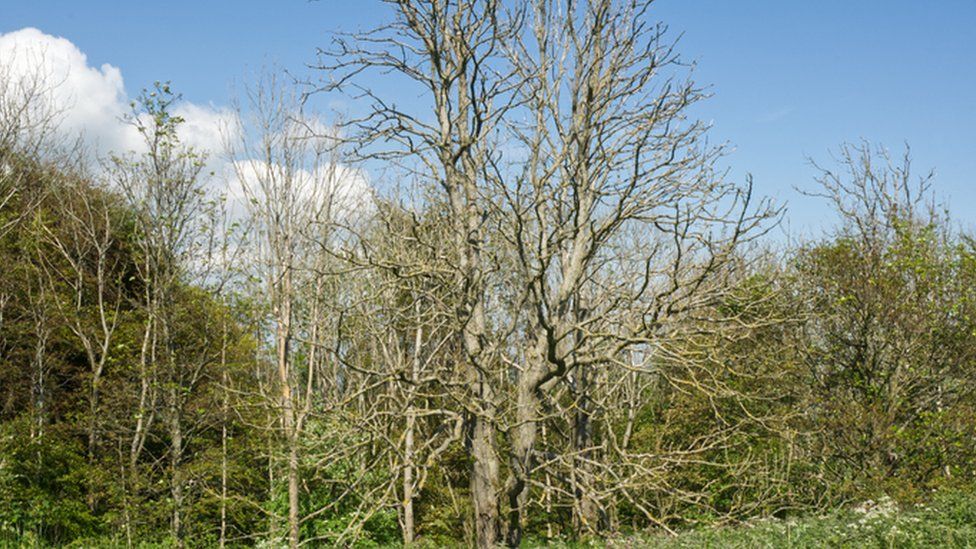 Celtic Rainforests: National Trust creates new plan to protect Welsh ...