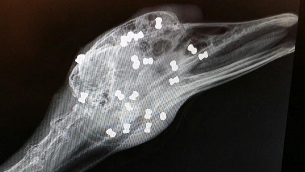 Swan shot 21 times in 'appalling' attack near Hay-on-Wye - BBC News