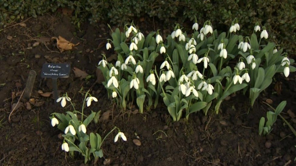 Warwick's Hill Close Gardens has hundreds of snowdrops on display - BBC ...