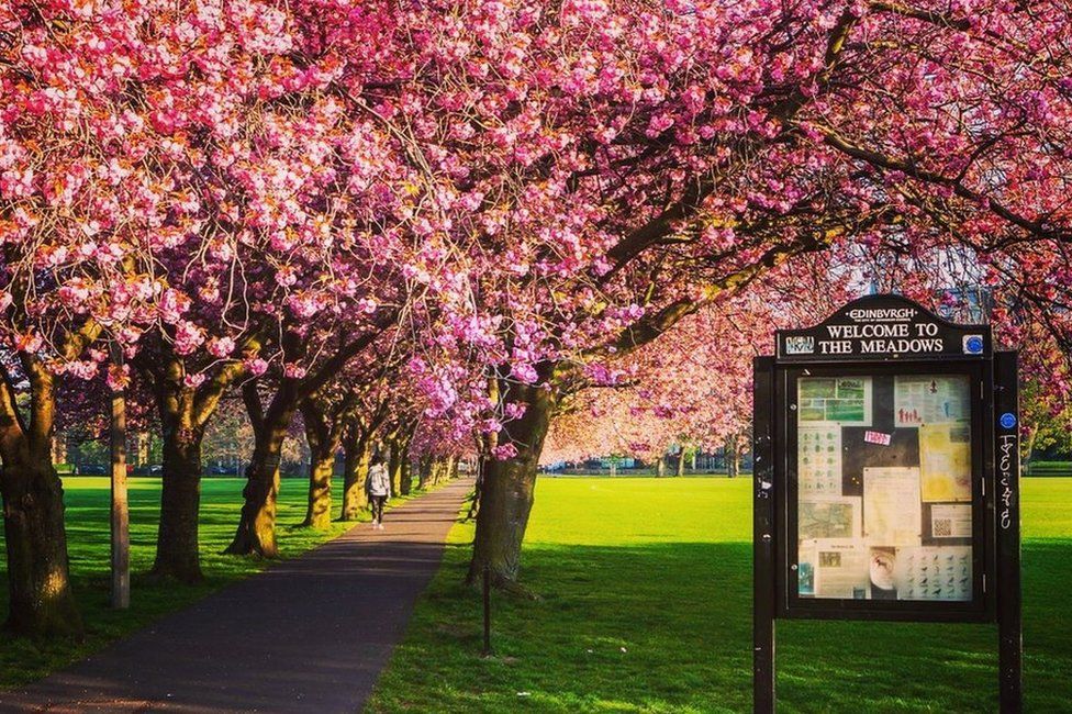Pretty in pink: Scotland's cherry blossom explosion - BBC News