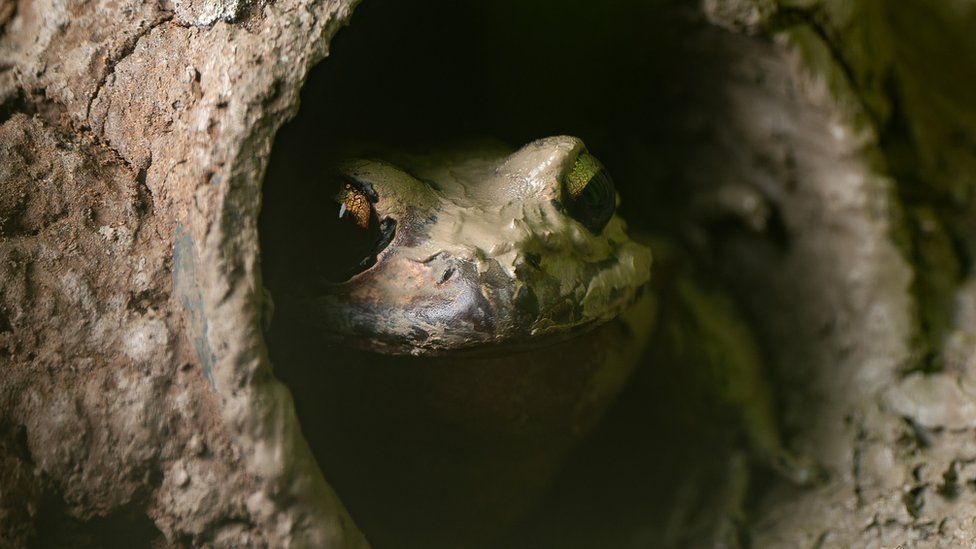 Rare images of 'camera shy' reptiles and amphibians snapped by London ...
