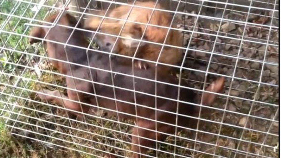Caged animal fight organiser jailed - BBC News