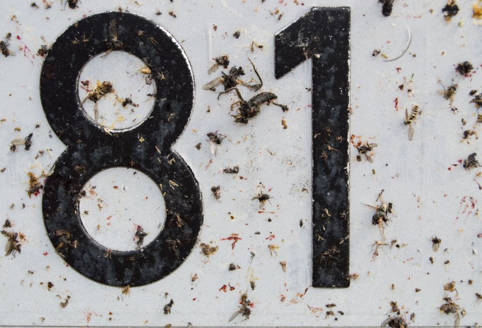 Insect numbers are falling across the UK, according to new survey - BBC ...
