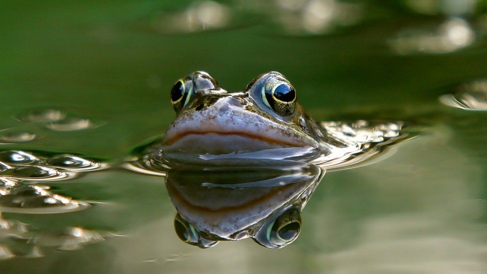 Natural History Museum: New gardens to study how climate affects UK's ...
