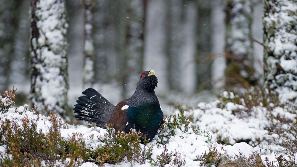 Capercaillie one of Scotland's most endangered birds - BBC Newsround