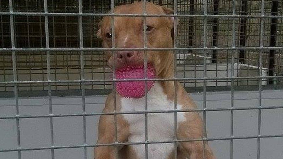 'Death Row' dog Stella freed and gets new owner - BBC News