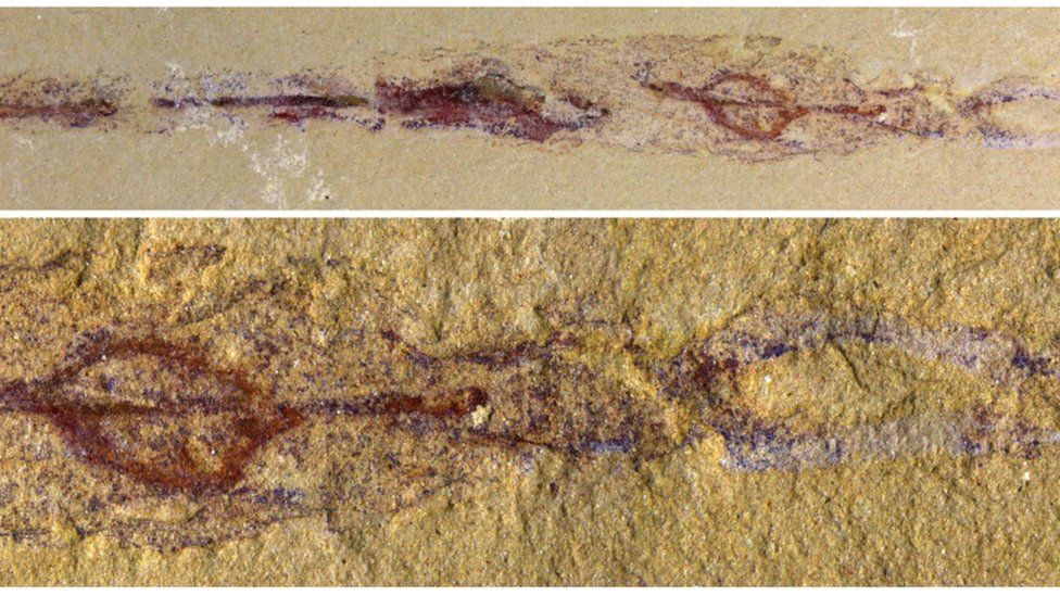 Oldest worm ancestors discovered that lived in tubes - BBC Newsround