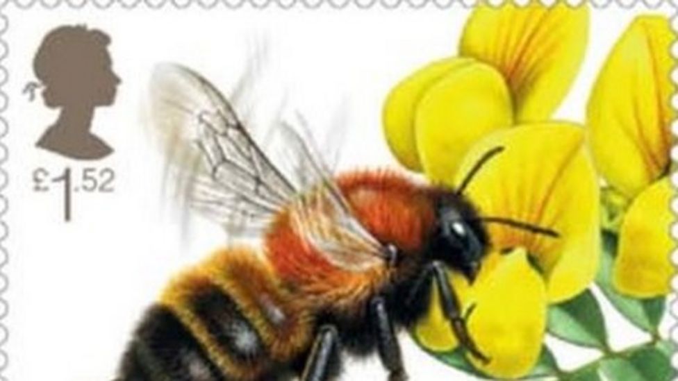 Rare bee found in Newport, south Wales, for the first time - BBC News