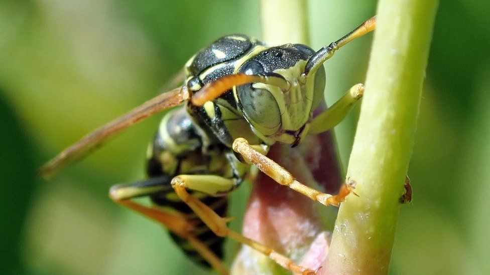 Polistes Nimpha: 'First' sighting of wasp species in Warwickshire - BBC ...