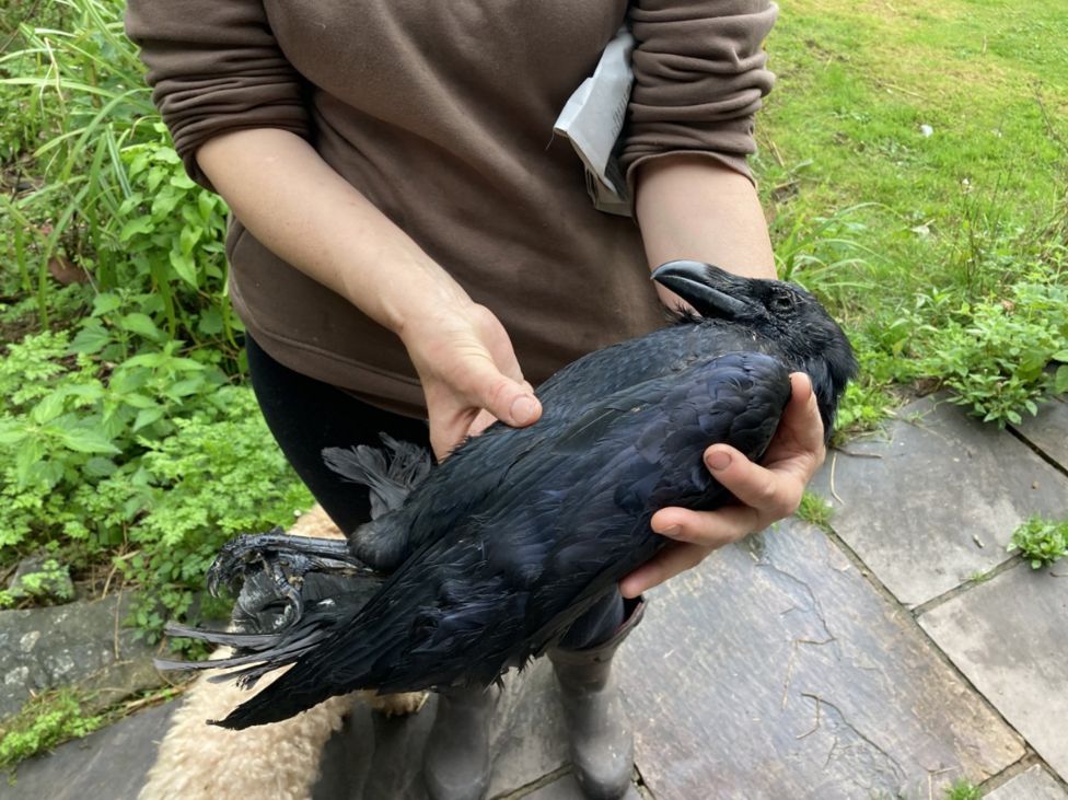 'Don't kill our protected ravens', Herefordshire rescue pleads - BBC News