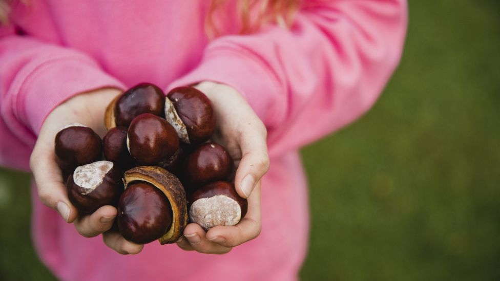 Autumn: Conkers and cakes - Activities to celebrate the season! - BBC ...