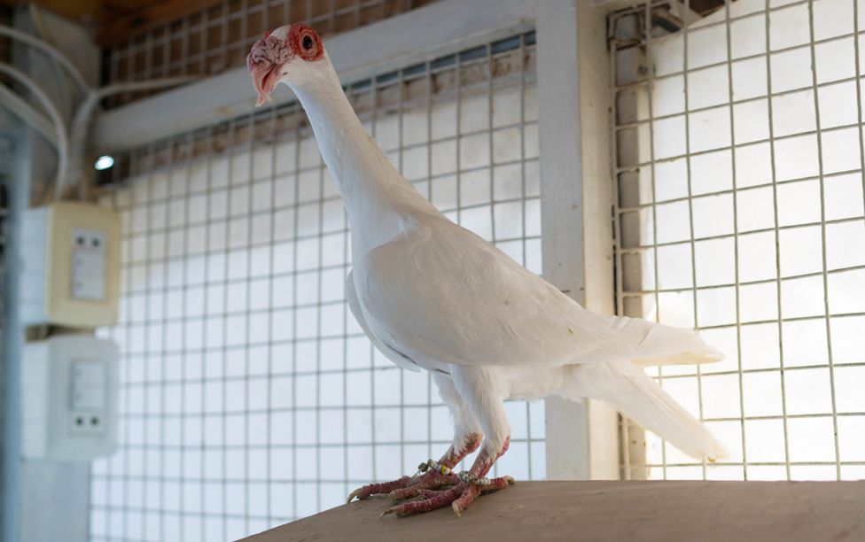 In search of Syria's pigeon smugglers - BBC News