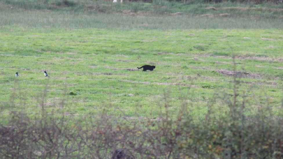 Police rule out 'black panther' theory in big cat mystery - BBC News