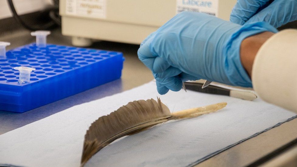 Feather DNA research in bid to save capercaillie - BBC News