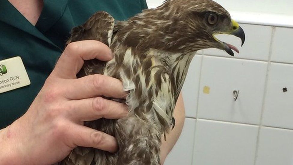 Peak District bird of prey project results 'disappointing' - BBC News