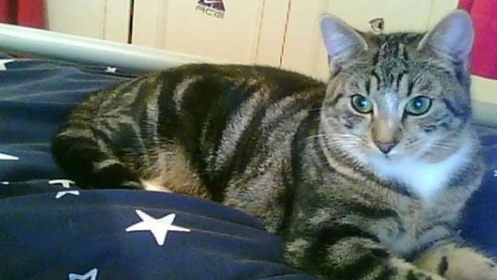 A long lost cat has been found - after 11 years - BBC Newsround