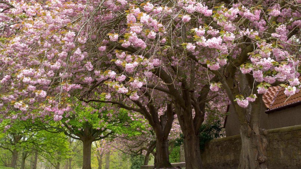Beautiful displays as spring blooms across the UK - BBC Weather