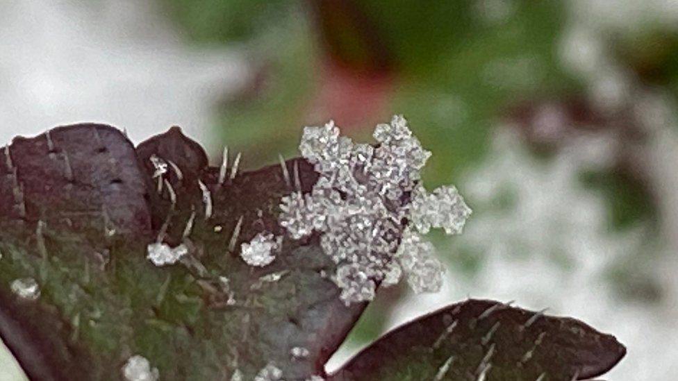Beautiful snowflakes photographed by BBC Weather Watchers - BBC Weather