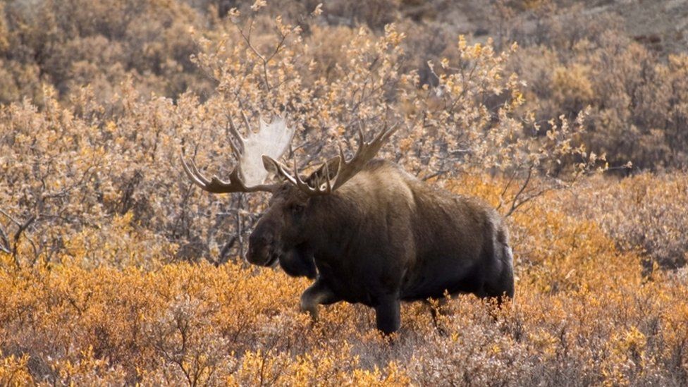 More moose on the loose in a warmer Alaska - BBC News