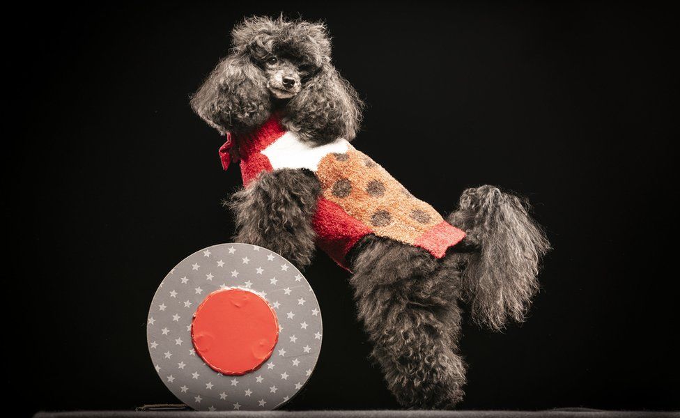 Dogs parade in Scrooge-themed pooch pageant in Leeds - BBC News