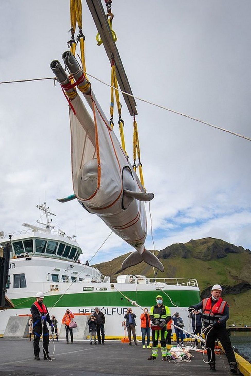 Two beluga whales taken to sea sanctuary in Iceland - BBC Newsround