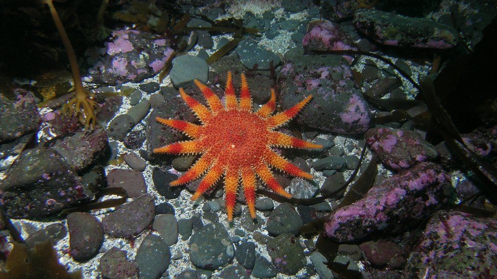 Scotland's 'first' snorkel trail created in Highlands - BBC News