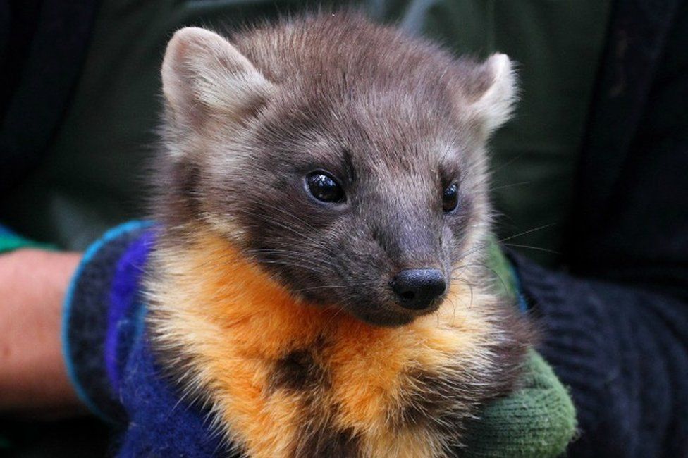 Scottish pine martens breeding in Wales - BBC News