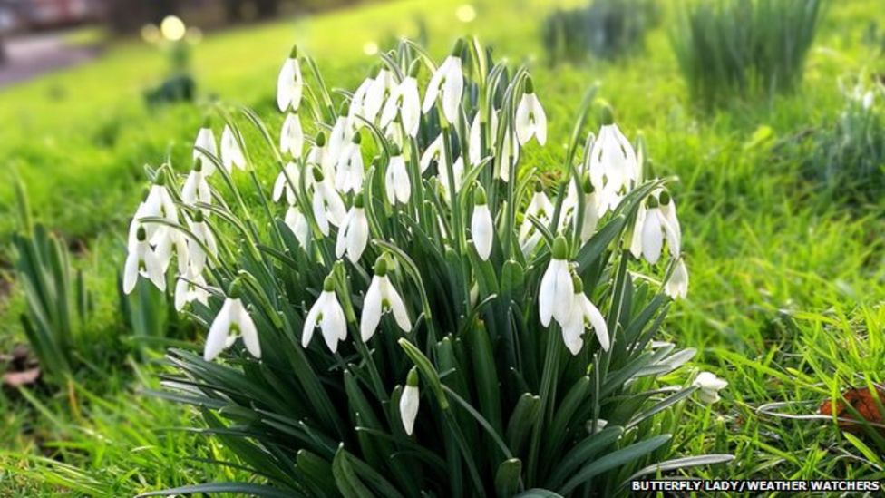 Sweet snowdrops - BBC Weather