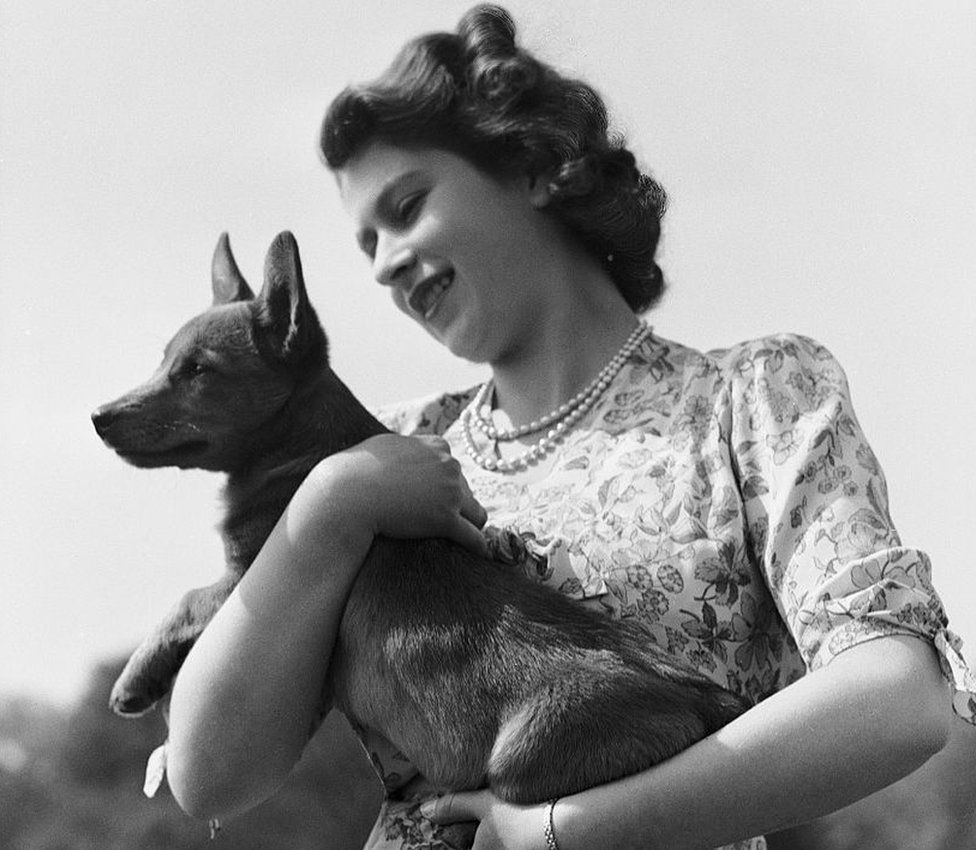 New corgi film leads to rise in popularity of Pembroke Welsh breed ...