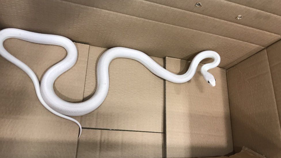 Seven foot snake falls from attic hatch at Nuneaton home - BBC News