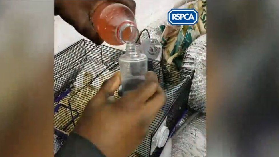 Hamster fed LSD-spiked Tizer and cannabis in Heysham - BBC News
