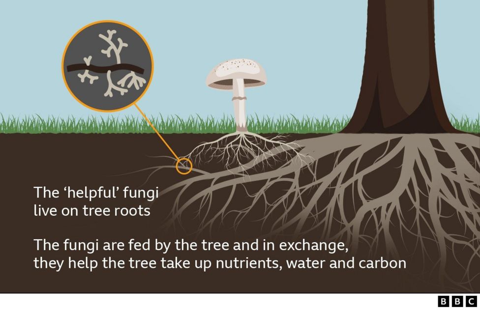 Friendly fungi help forests fight climate change - BBC News